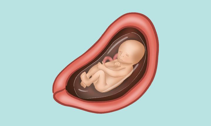 23 Weeks Fetus Fetus 23 Weeks Hi Res Stock Photography And Images