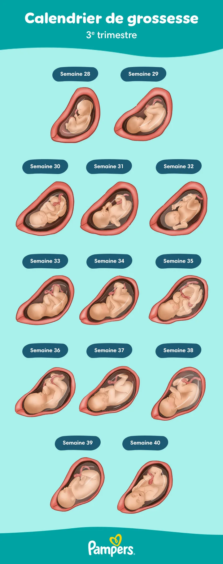 3 Trimestre De Grossesse | 3Ème Trimestre Grossesse – WITDX