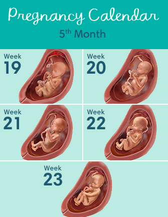 5 Months Pregnant Baby Growing How Your Baby Develops Week To Week