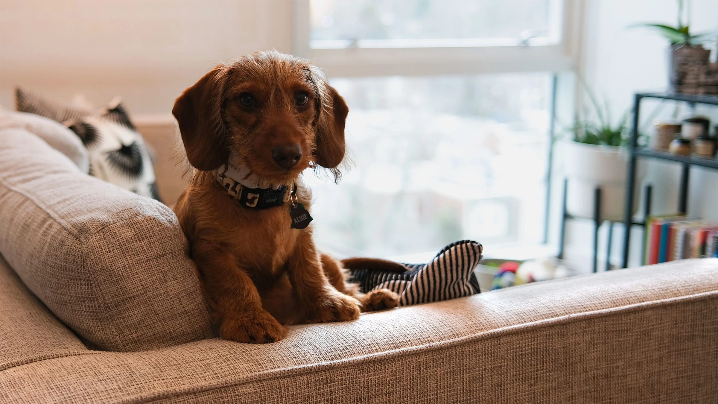 Shopify Design and Development for Sassy Woof | Goodbeast