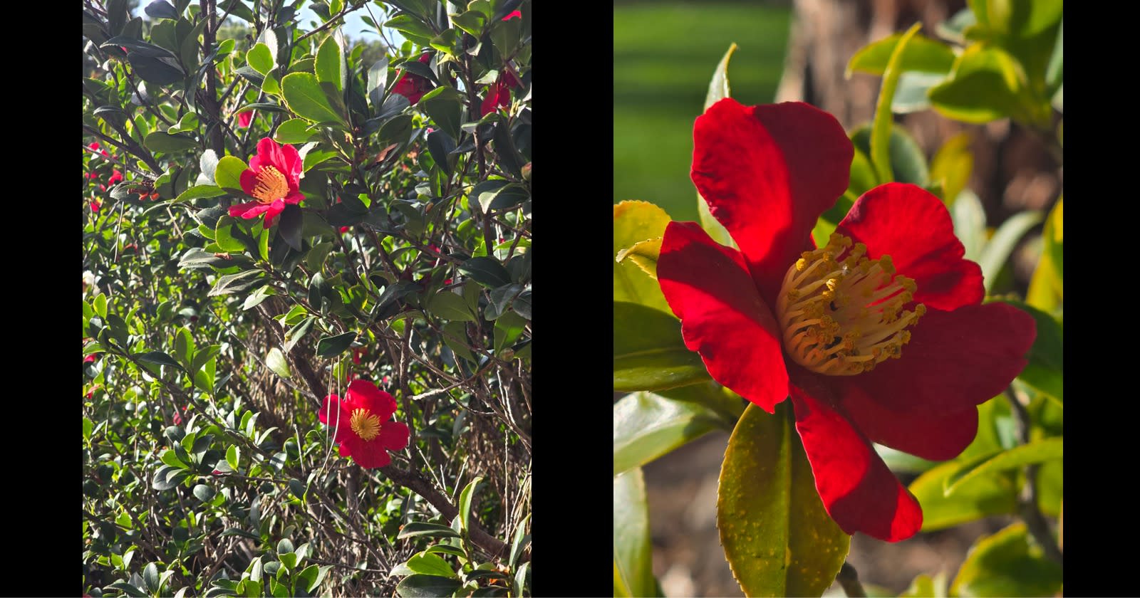 Samsung Galaxy S24 Ultra Review: An AI-Infused Titan