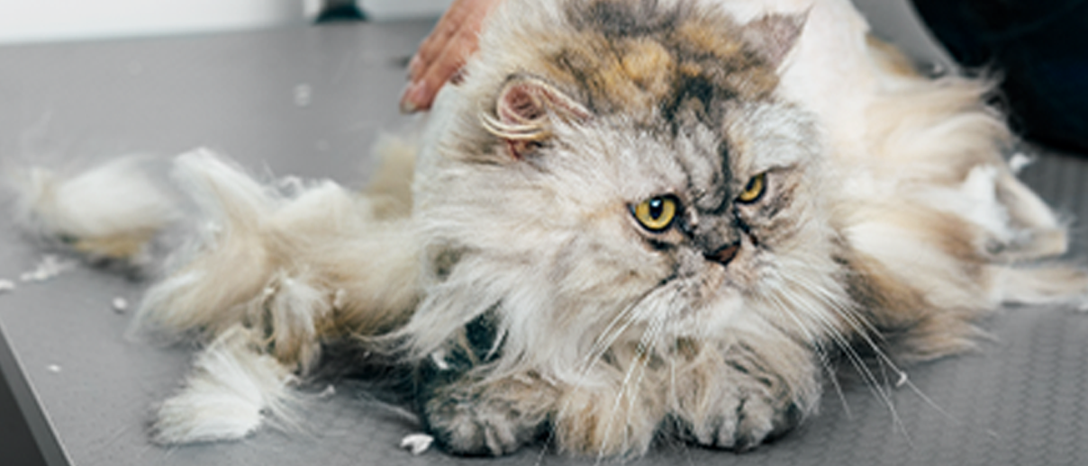 Dog Grooming & Cat Grooming Services | PetSmart
