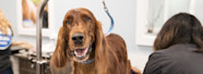 PetSmart Services