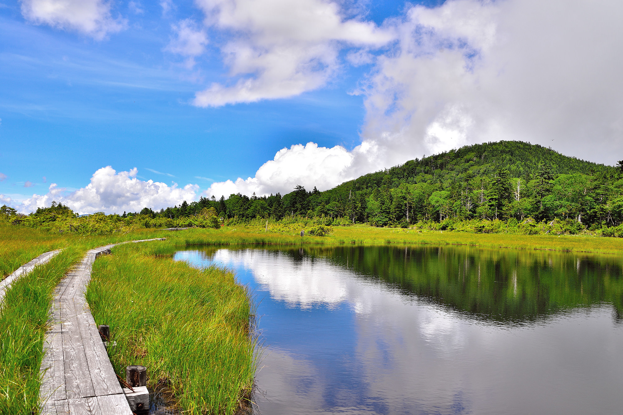 Trek to Secluded Kinunuma Swamp | Nikko Official Guide