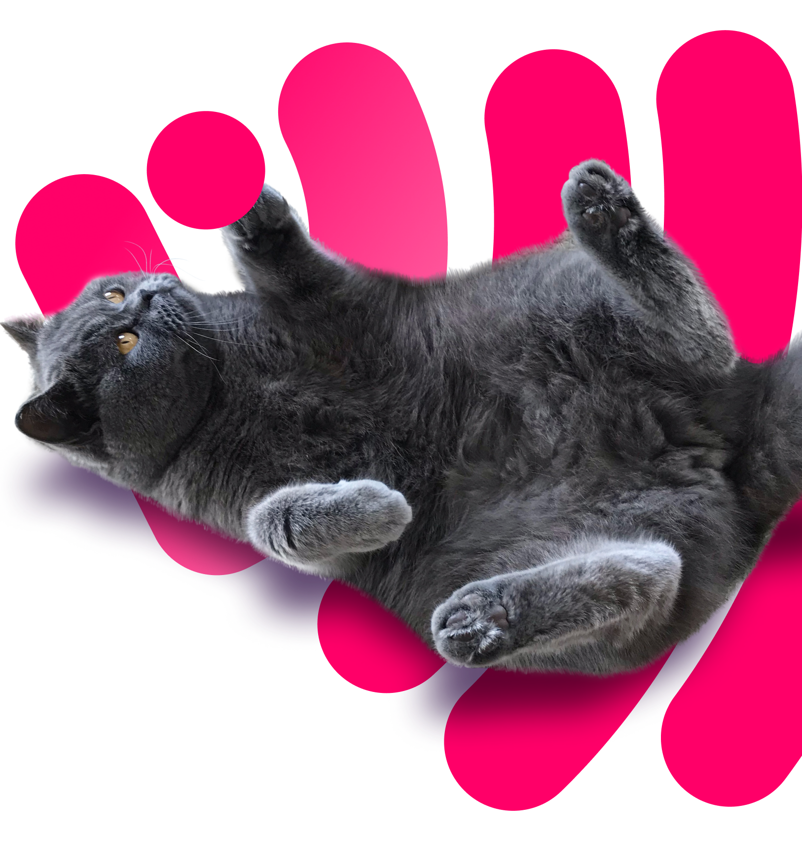 Pets of Alphero | Alphero