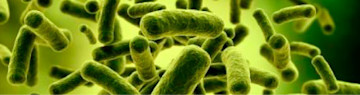 ABOUT META PROBIOTIC IMMUNE