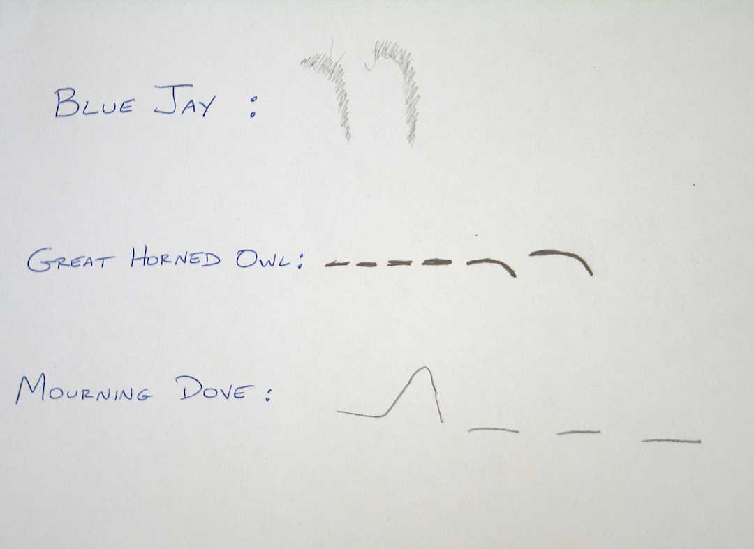 Nature School Project: Identifying Bird Calls — Sparkle Stories