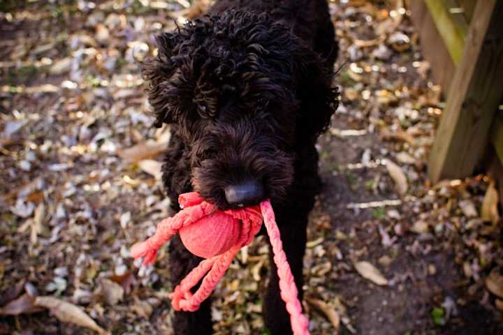 Sparkle Craft: Octopus Dog Toy — Sparkle Stories