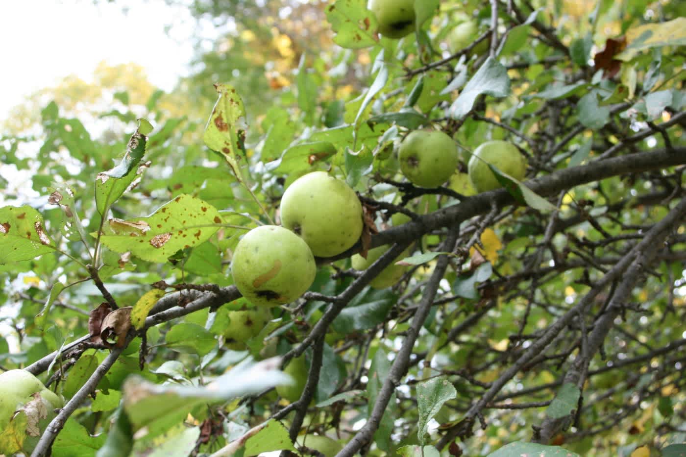 Sparkle Kitchen: Momma's Spiced Applesauce — Sparkle Stories