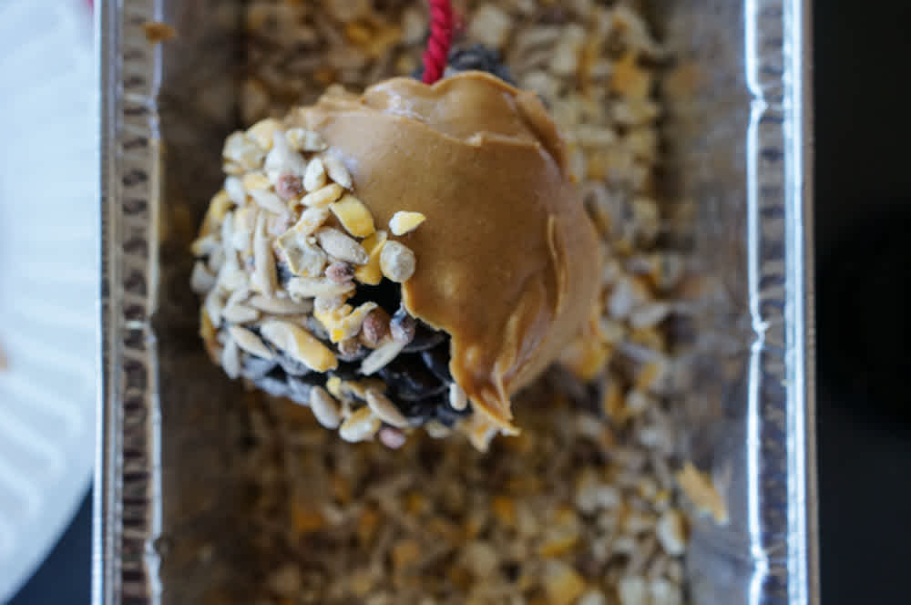 Nature School Project: Bird Feeders and Squirrel Feeders — Sparkle Stories