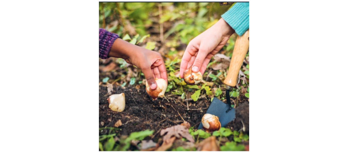 Bulb Planting for Kids — Sparkle Stories