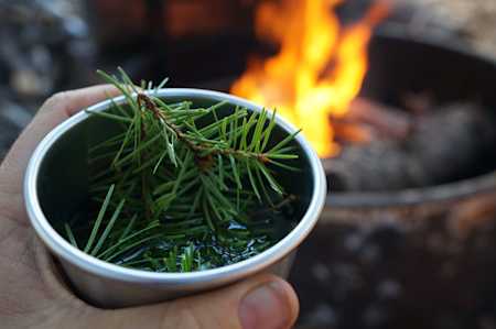 Nature School Project: Evergreen Tea — Sparkle Stories