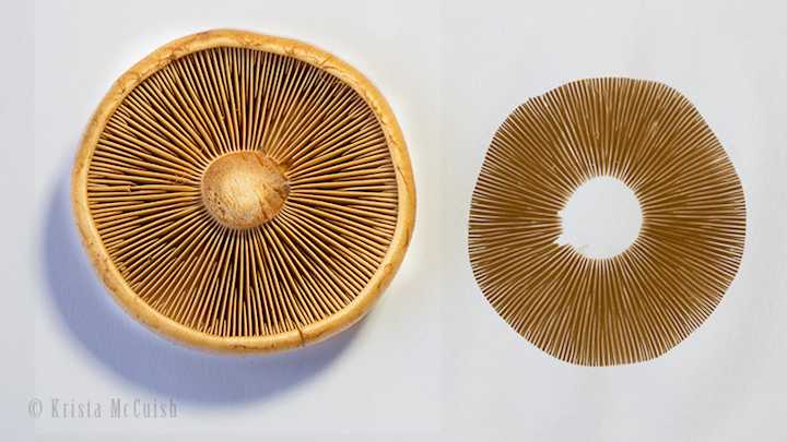 Nature School Project: Mushroom Spore Printing — Sparkle Stories