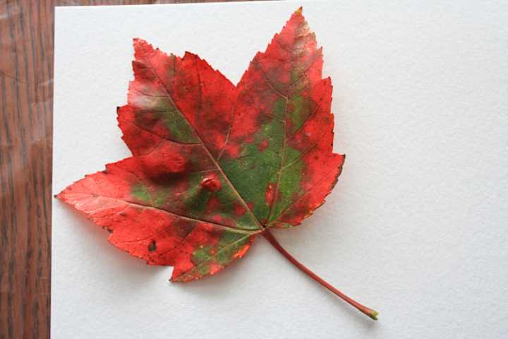Printmaking with Leaves — Sparkle Stories
