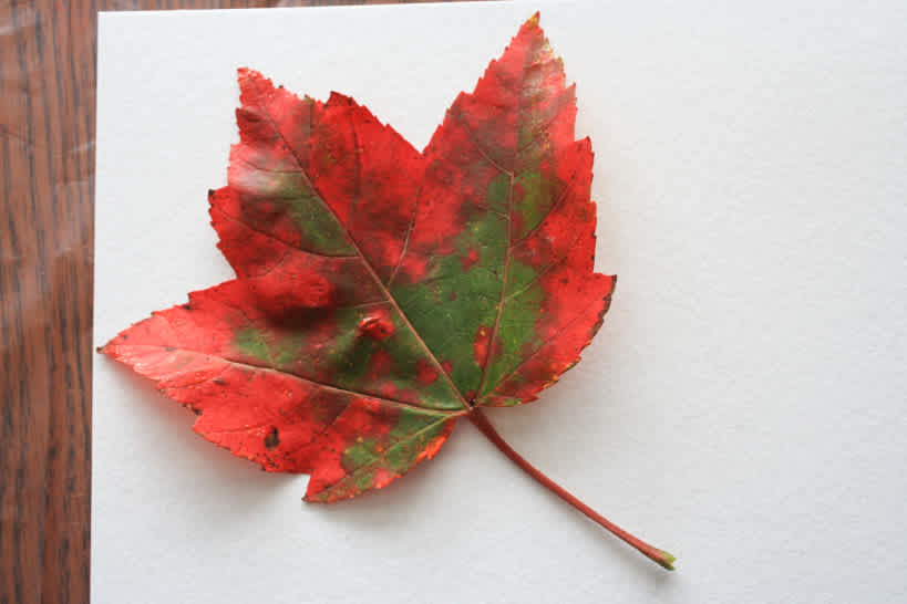 Printmaking with Leaves — Sparkle Stories