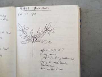 Nature School Project: Nature Journals — Sparkle Stories