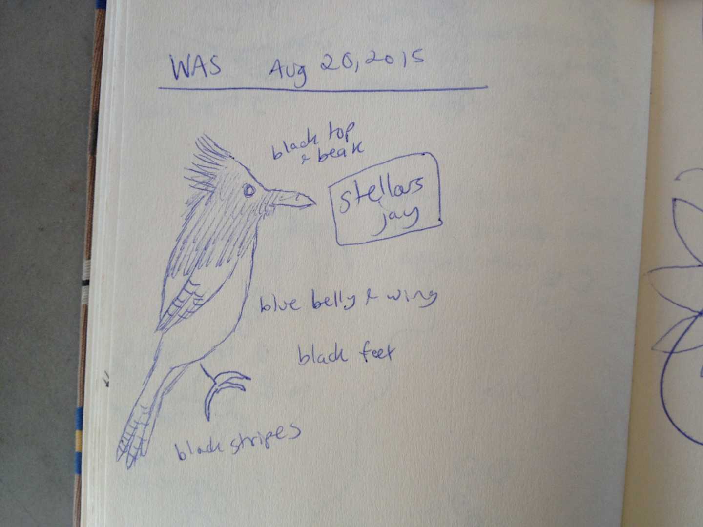 Nature School Project: Nature Journals — Sparkle Stories