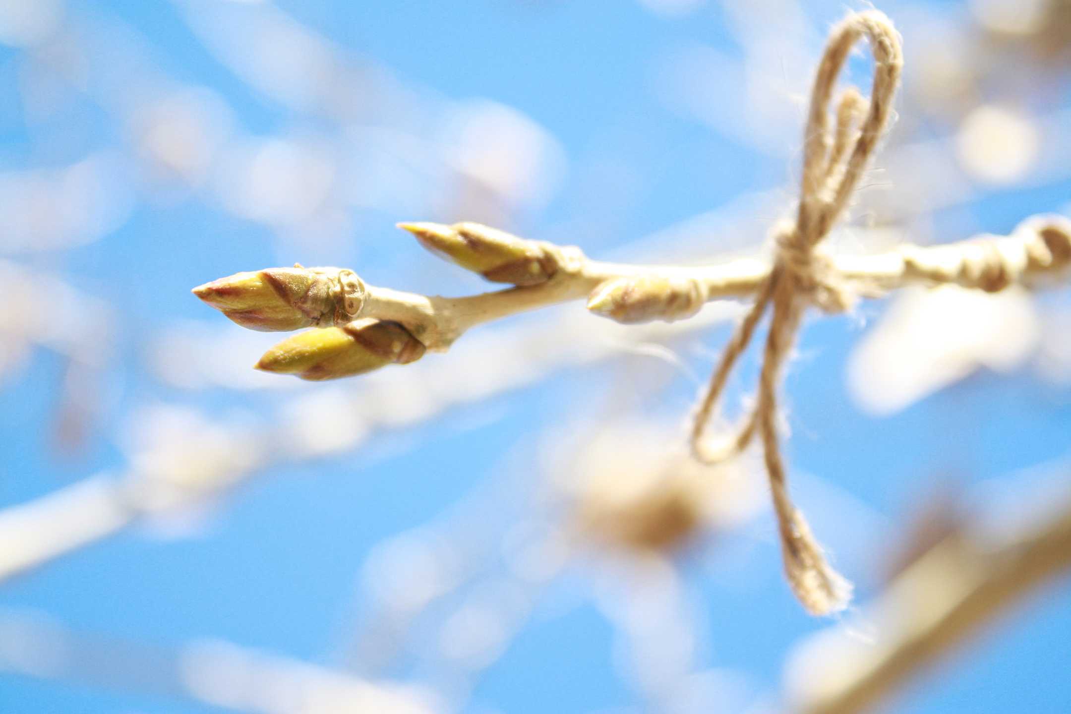 Nature School Project: Tree Buds — Sparkle Stories