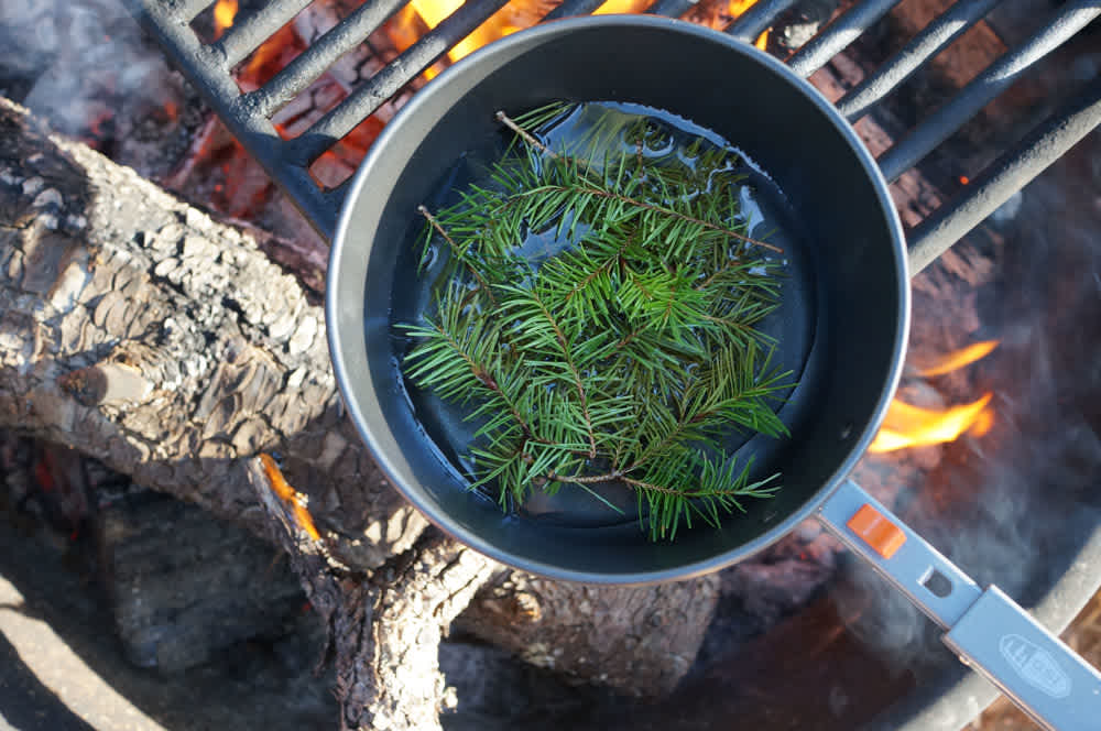 Nature School Project: Evergreen Tea — Sparkle Stories