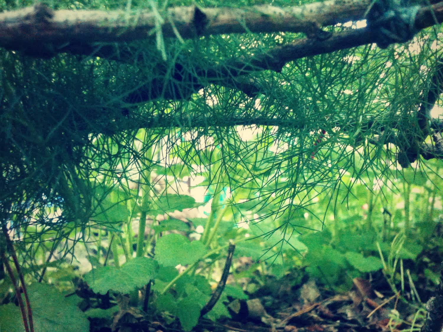 Sparkle Crafts: Lashing Sticks — Sparkle Stories