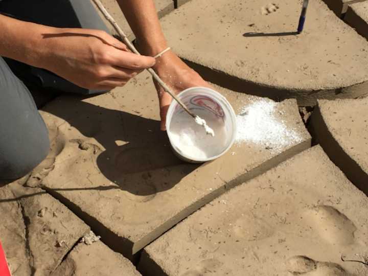 Nature School Project: Plaster Casting — Sparkle Stories