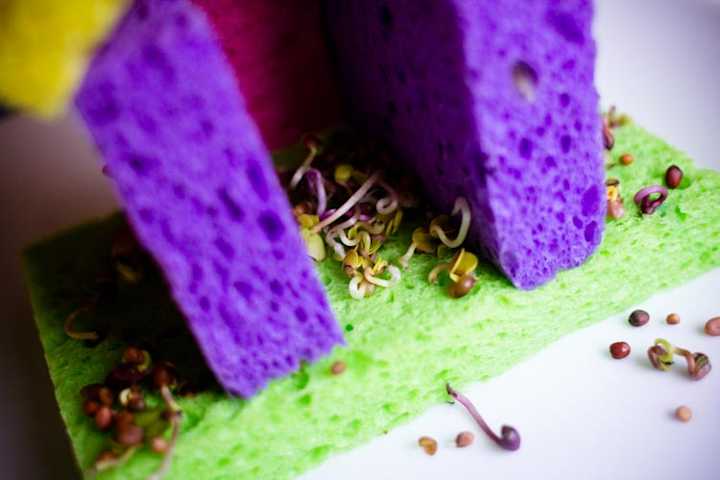 Build Sponge Sprout Houses — Sparkle Stories