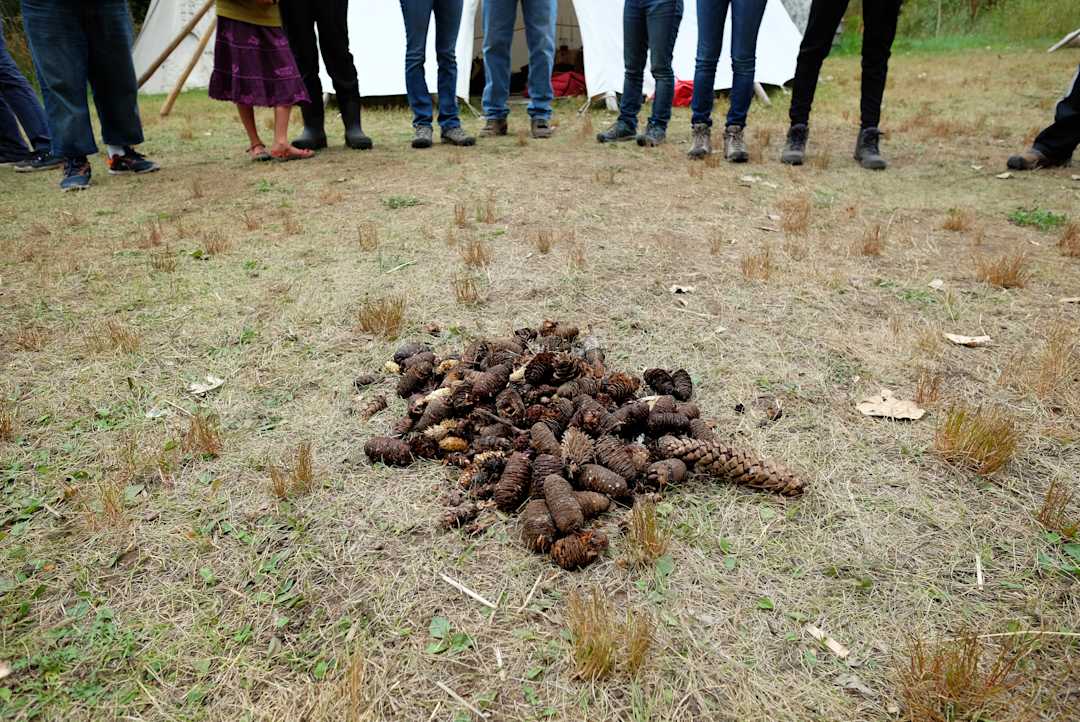 Nature School Project: Squirrels Uprising — Sparkle Stories