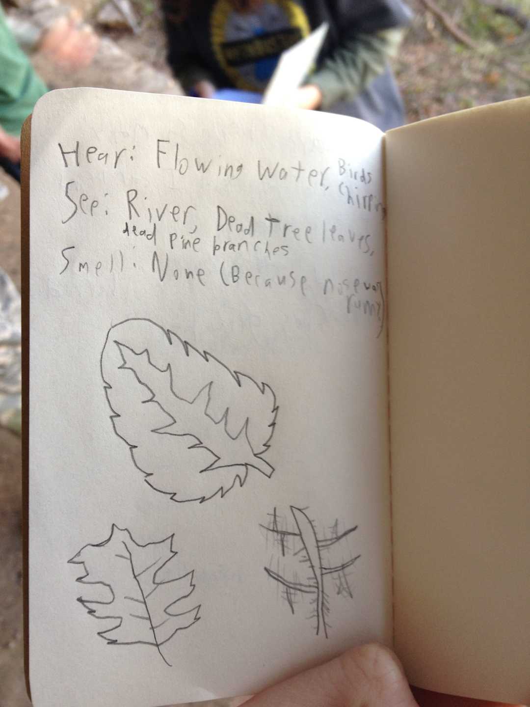 Nature School Project: Nature Journals — Sparkle Stories