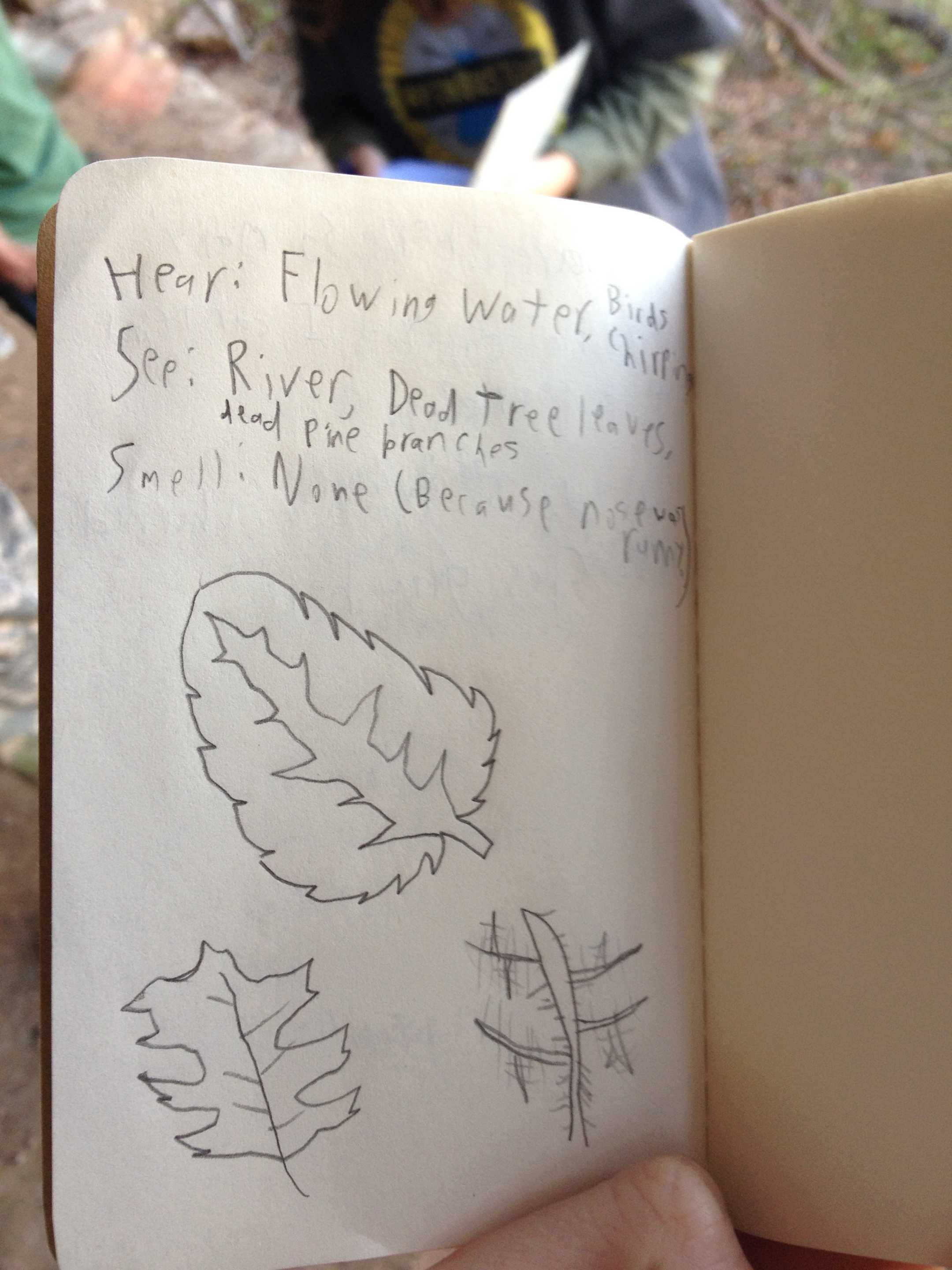 Nature School Project: Nature Journals — Sparkle Stories