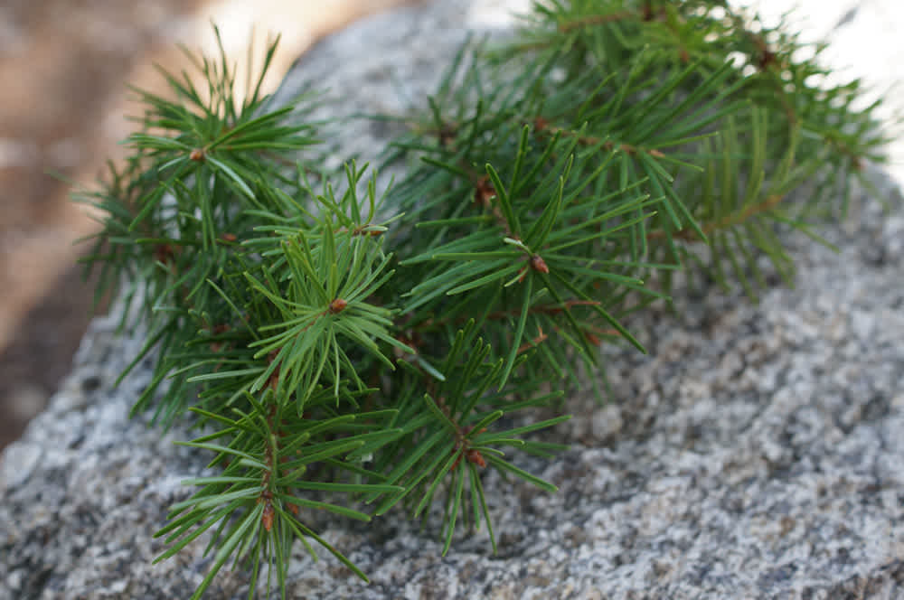 Nature School Project: Evergreen Tea — Sparkle Stories