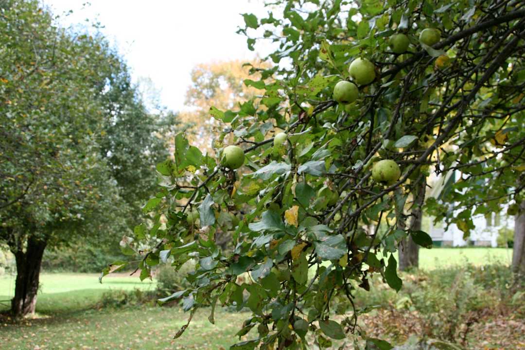 Sparkle Kitchen: Momma's Spiced Applesauce — Sparkle Stories