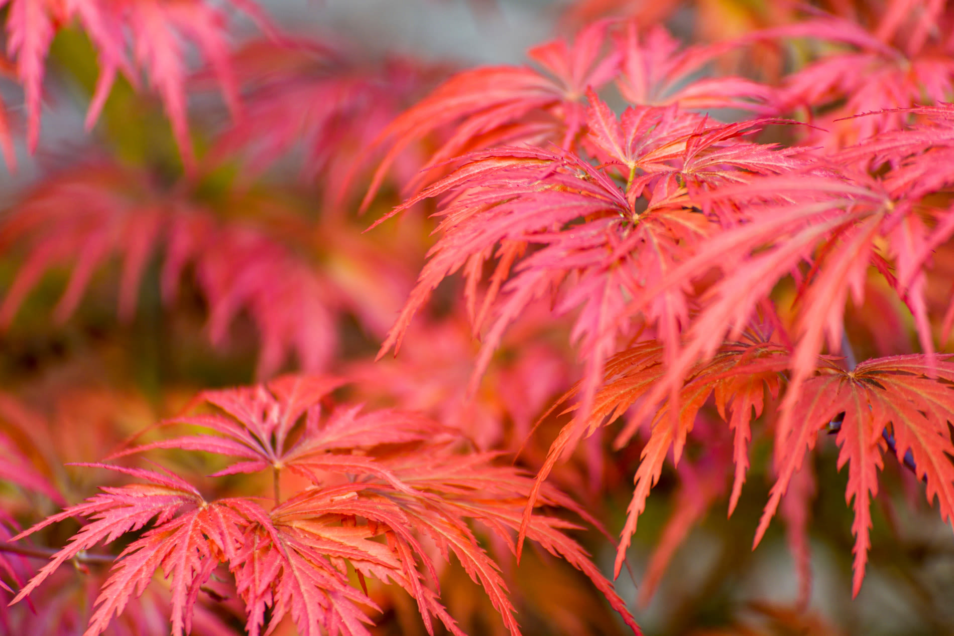Deze planten geven mooie gekleurde bloemen en bladeren