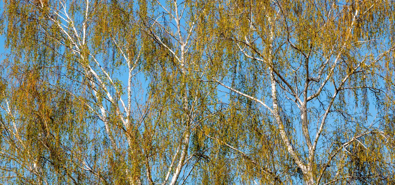 Berkenpollenseizoen piekt