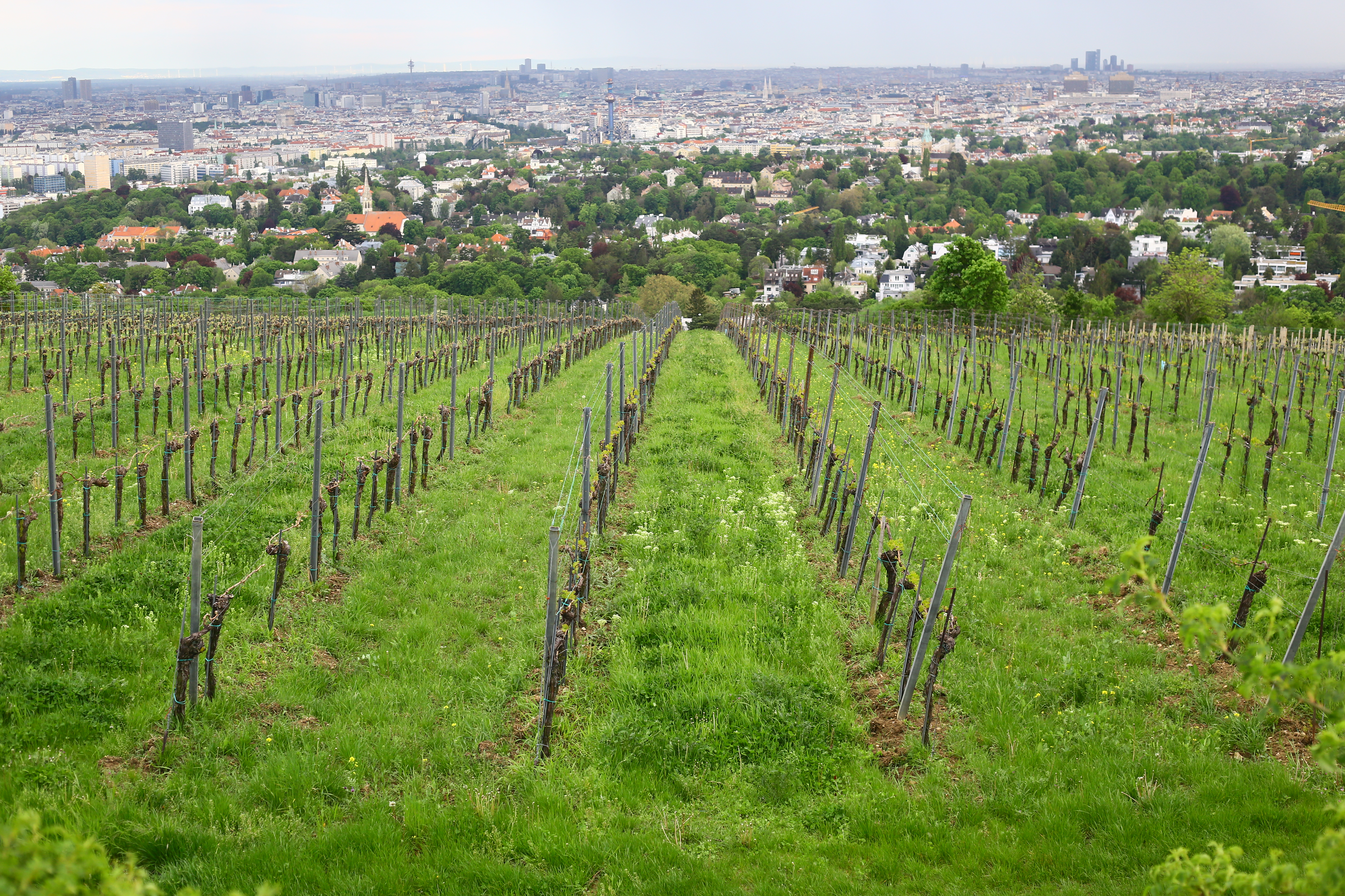 The Spectacular Rise Of Vienna's Wines - Offbeat Budapest & Vienna