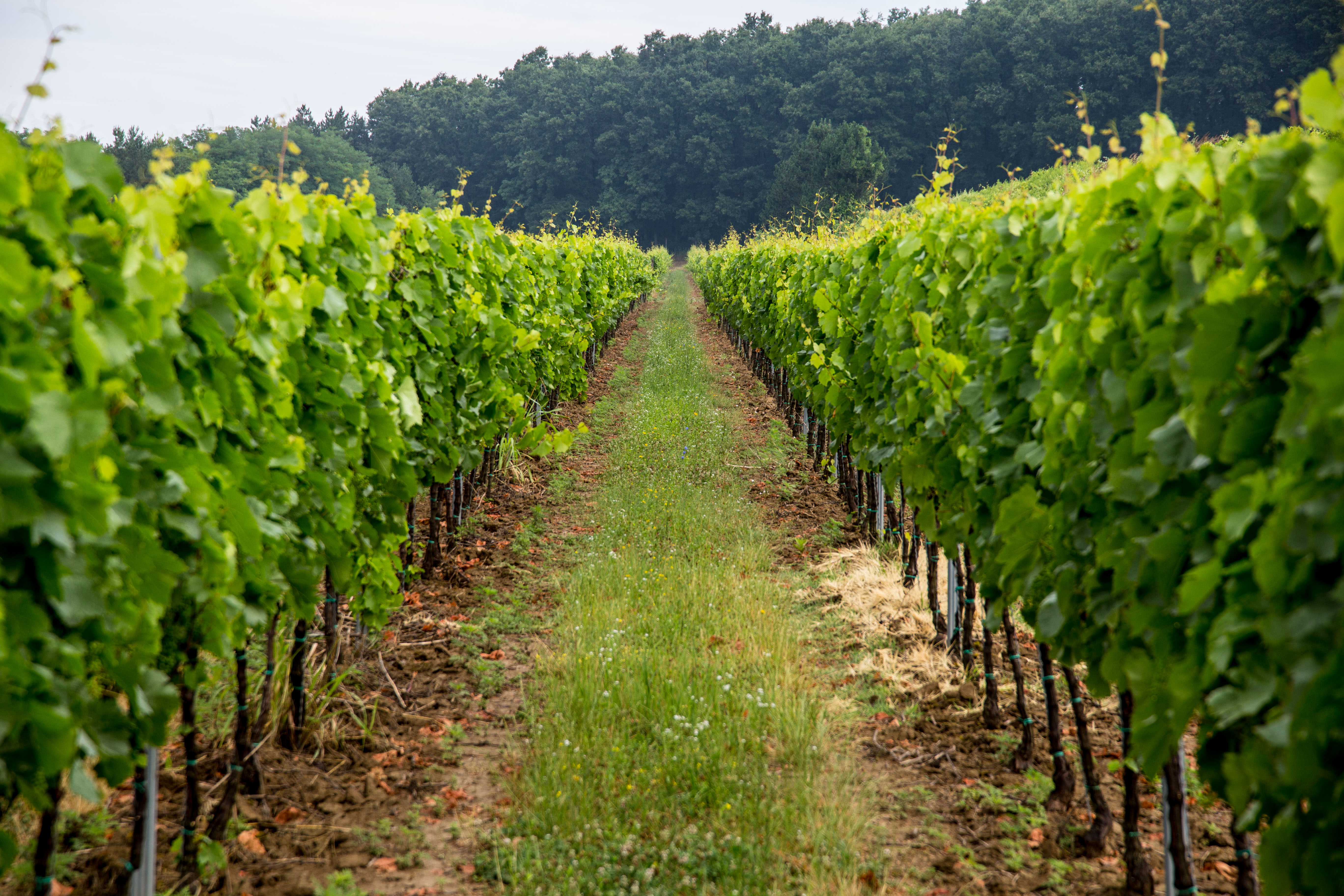 Hungarian Wines - Offbeat Budapest & Vienna