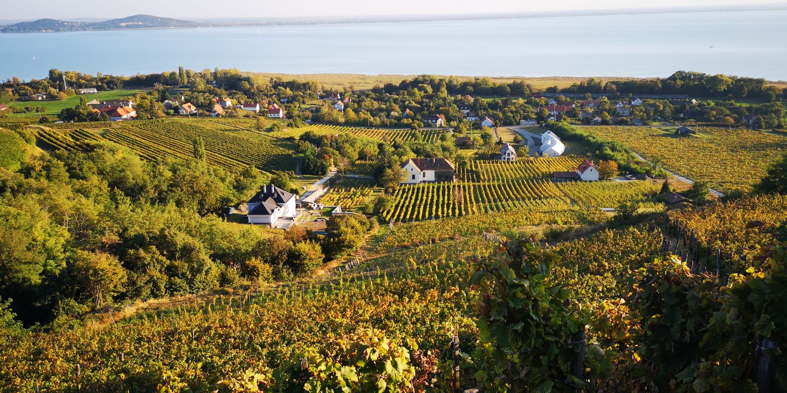 A Beginner's Guide To Northern Balaton Wines - Offbeat Budapest & Vienna