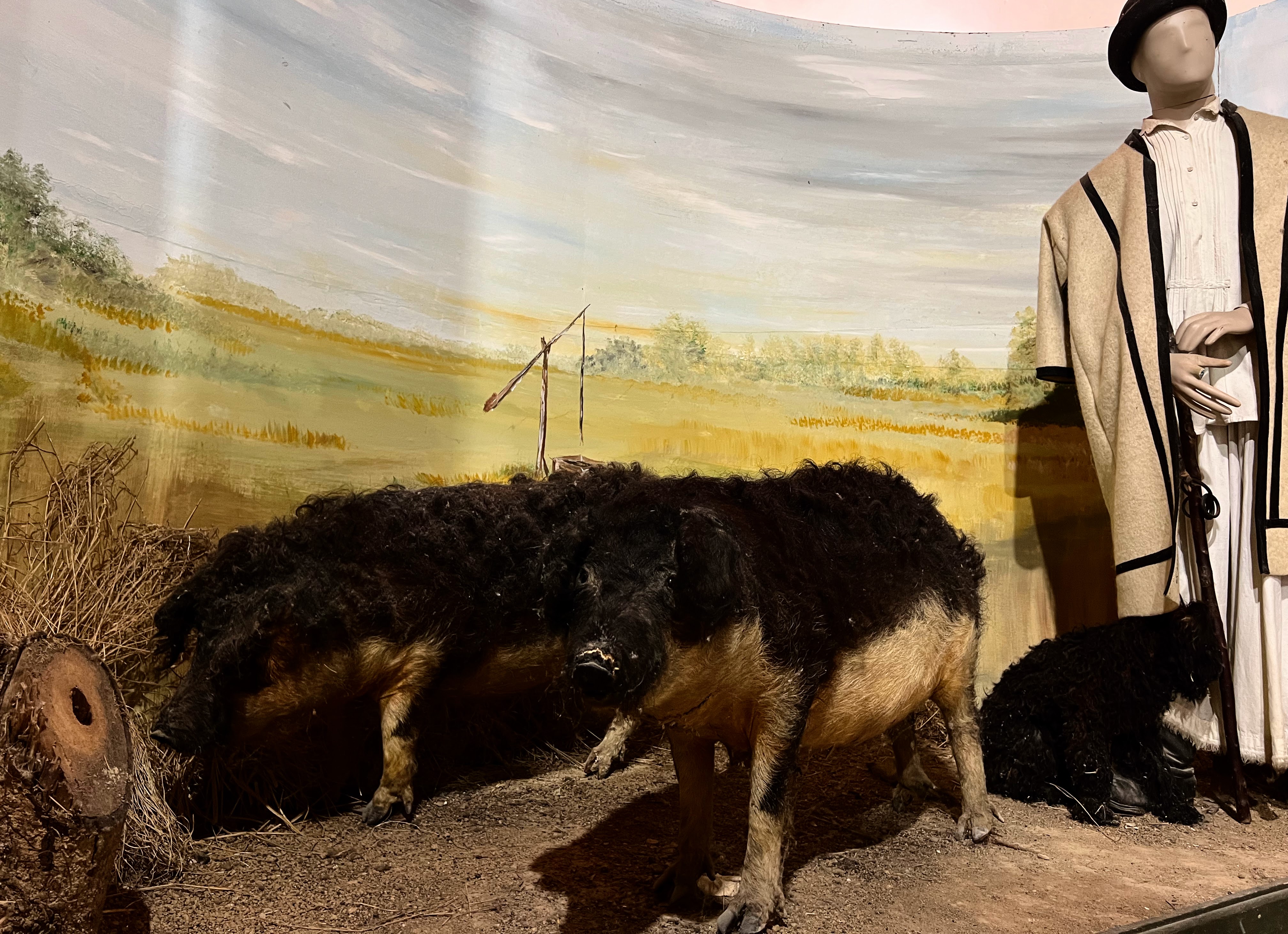 The Unsung Hero Of Fine Dining: The Mangalica Pork - Offbeat Budapest ...