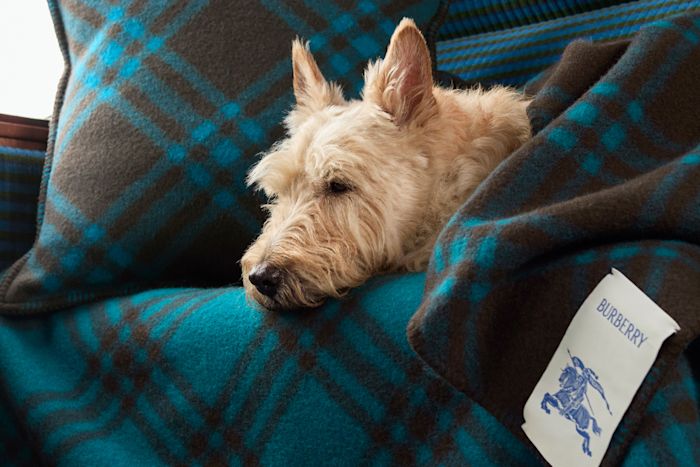 Holiday gifts from Burberry