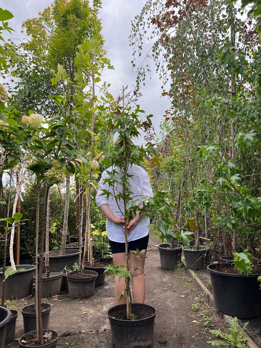Ambrowiec amerykański 'Slender Silhouette' 175-200 (Liquidambar ...