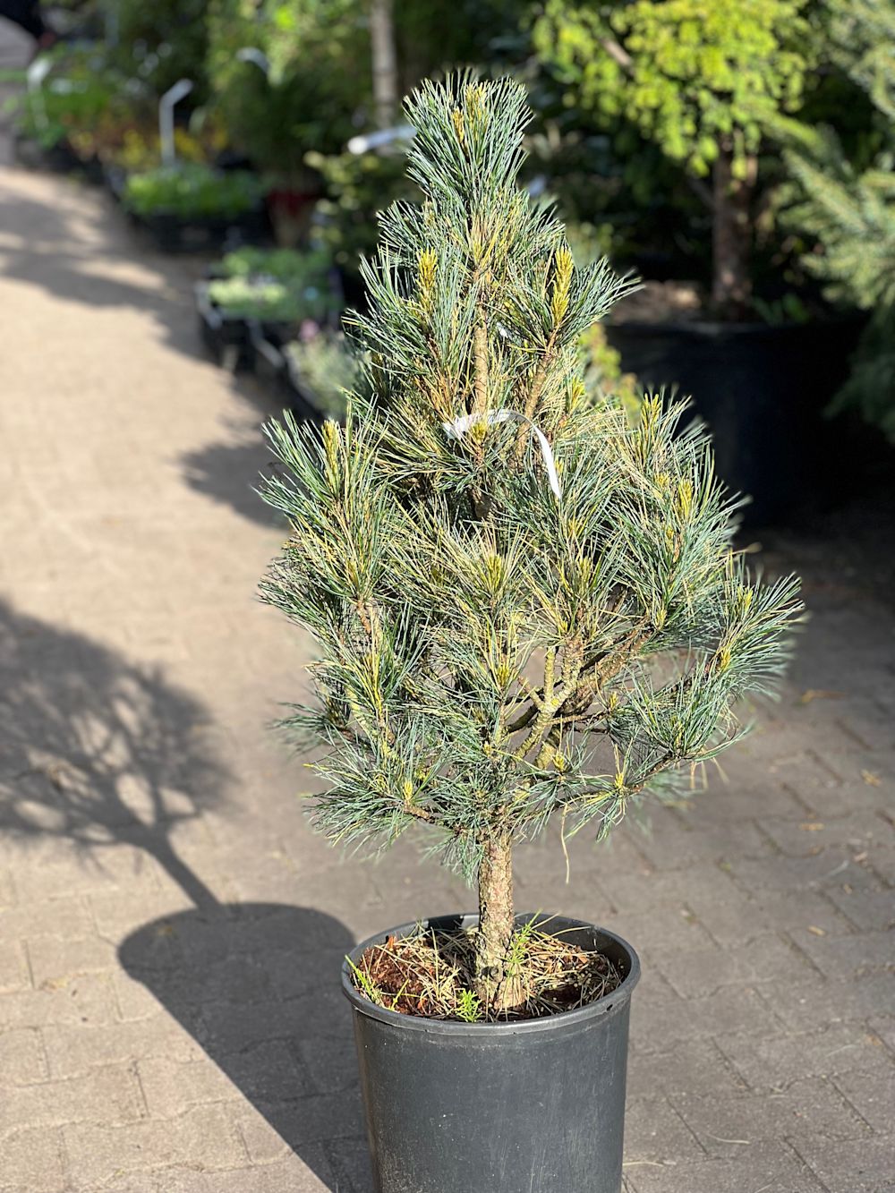 Sosna limba 'Compacta Glauca' 80-100 (Pinus cembra) | zielona materia