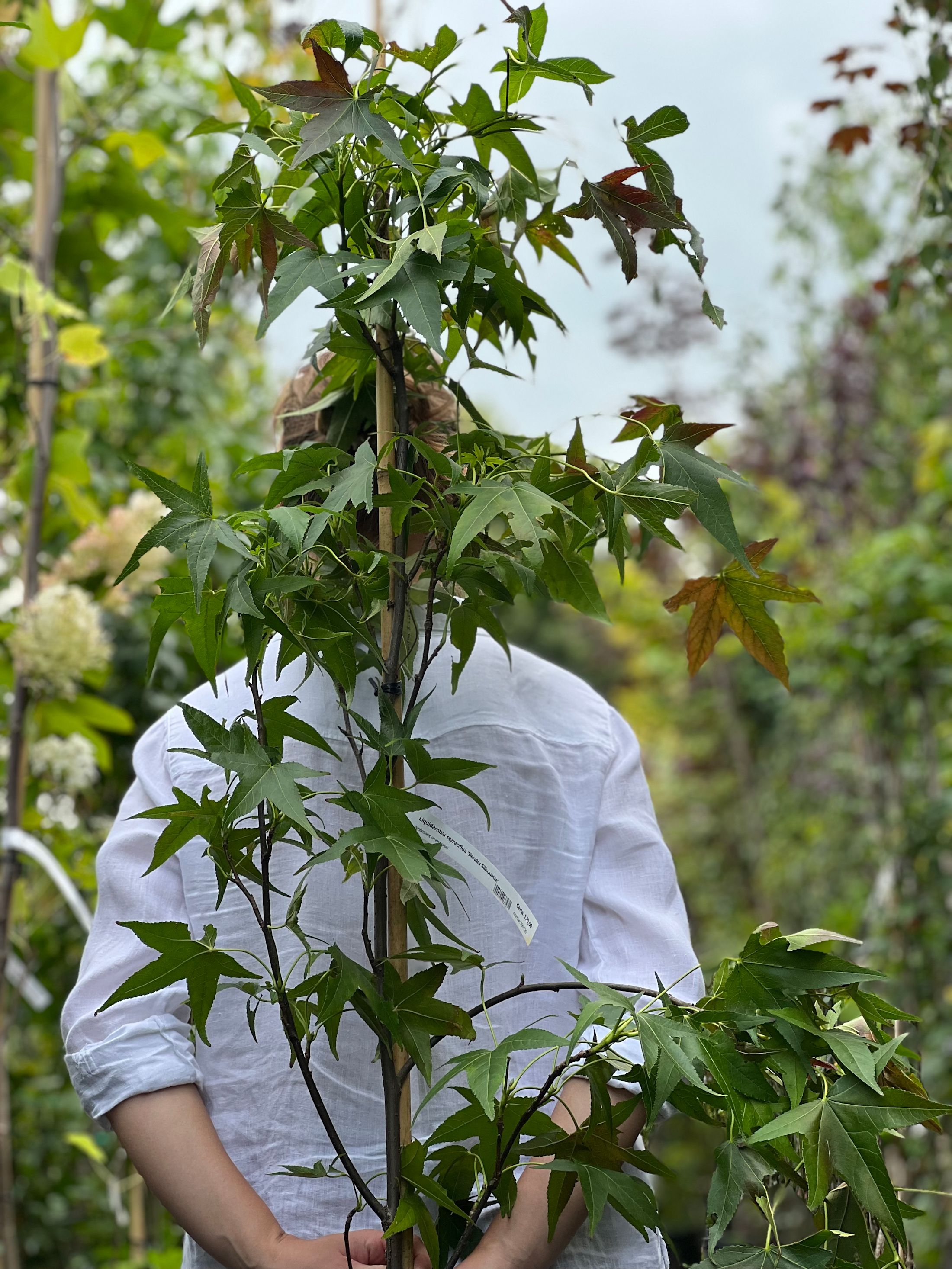 Ambrowiec amerykański 'Slender Silhouette' 175-200 (Liquidambar ...