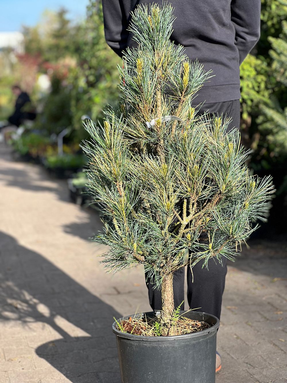 Sosna limba 'Compacta Glauca' 80-100 (Pinus cembra) | zielona materia