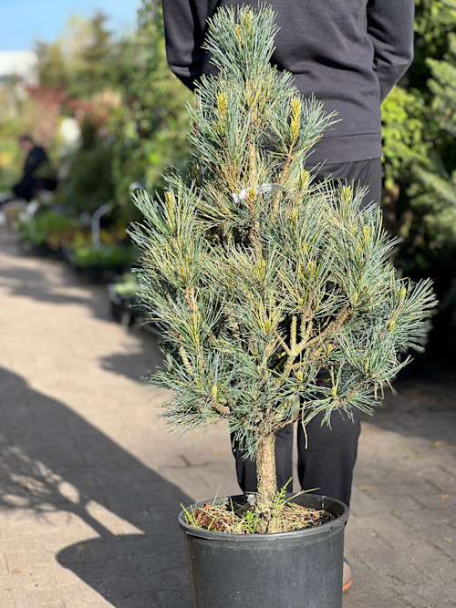 Sosna limba 'Compacta Glauca' 80-100 (Pinus cembra) | zielona materia