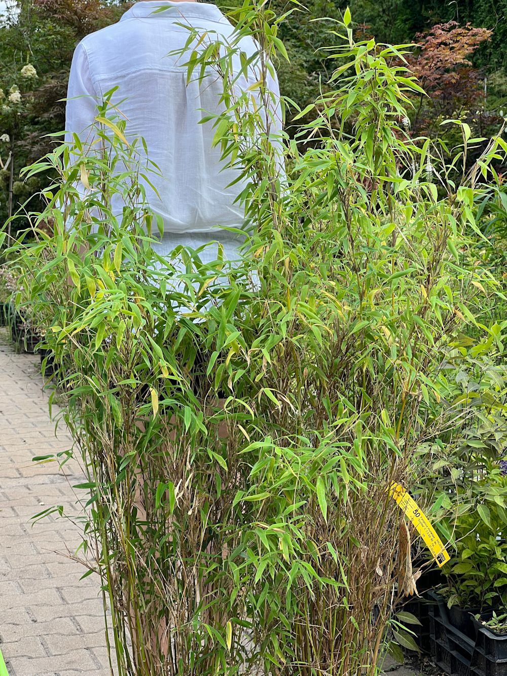 Fargesia parasolowata 'Simba' 60-80 (Fargesia murielae) | zielona materia