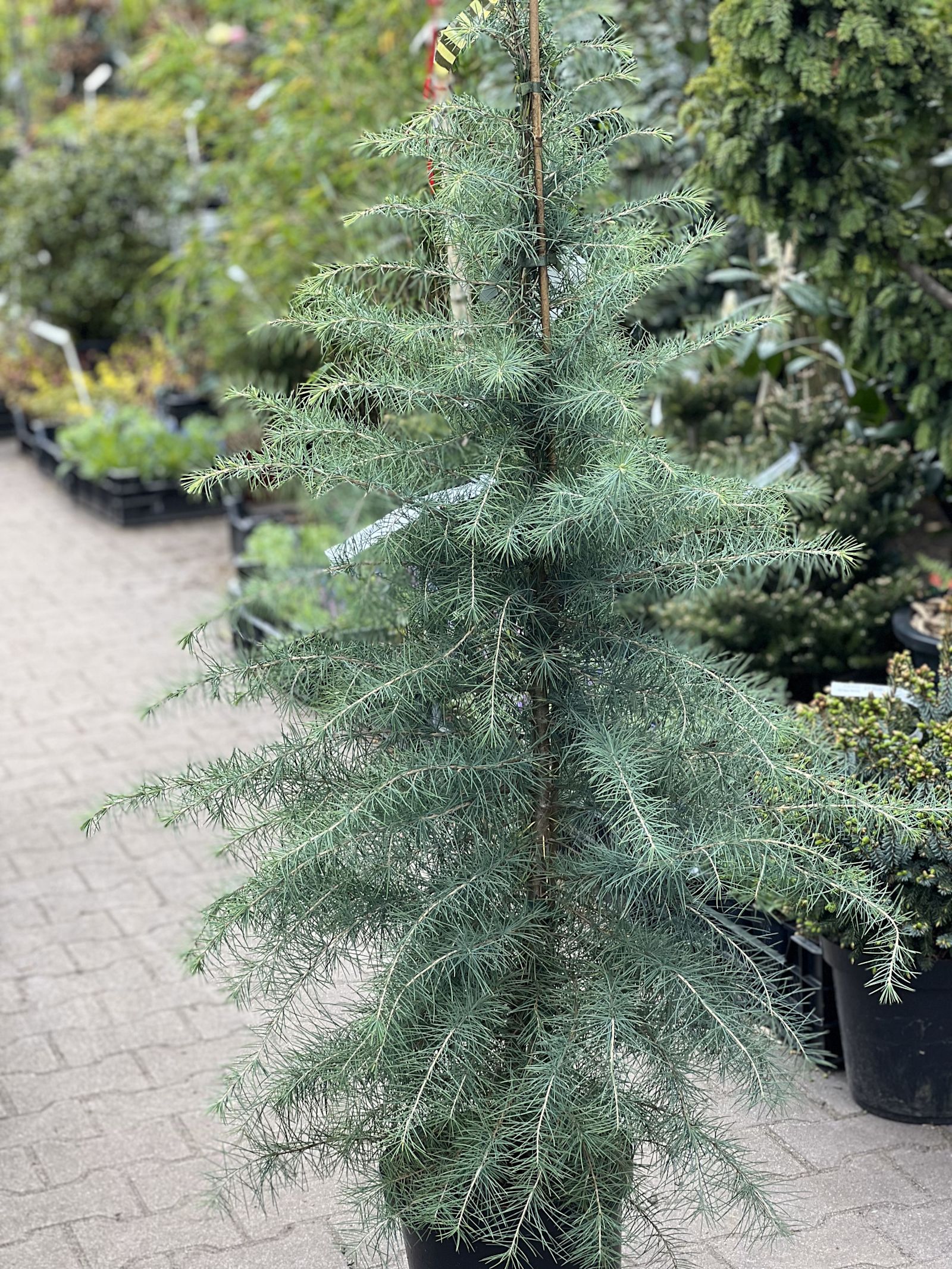 Cedr himalajski 125-150 (Cedrus deodara) | zielona materia