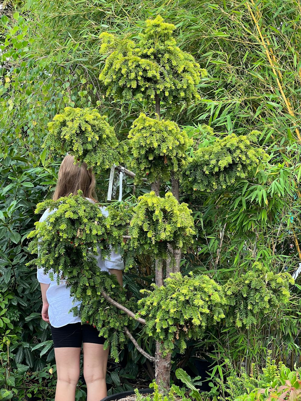 Cis pospolity 'Dovastoniana Aorea' 150-175 (Taxus baccata) | zielona ...