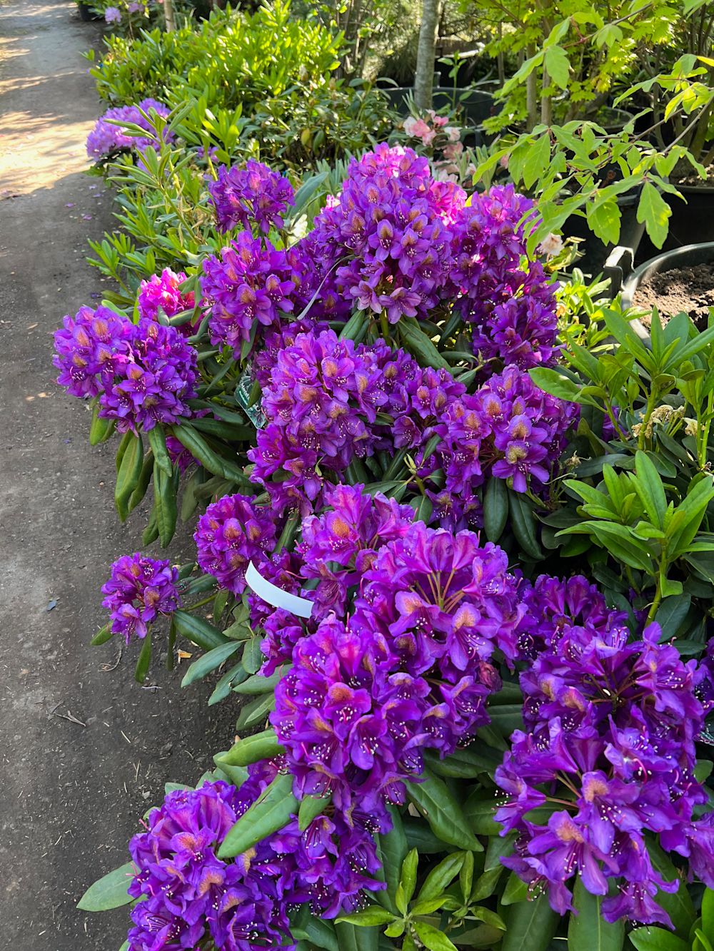 Różanecznik 'Marcel Menard' 60 - 70 (Rhododendron) | zielona materia