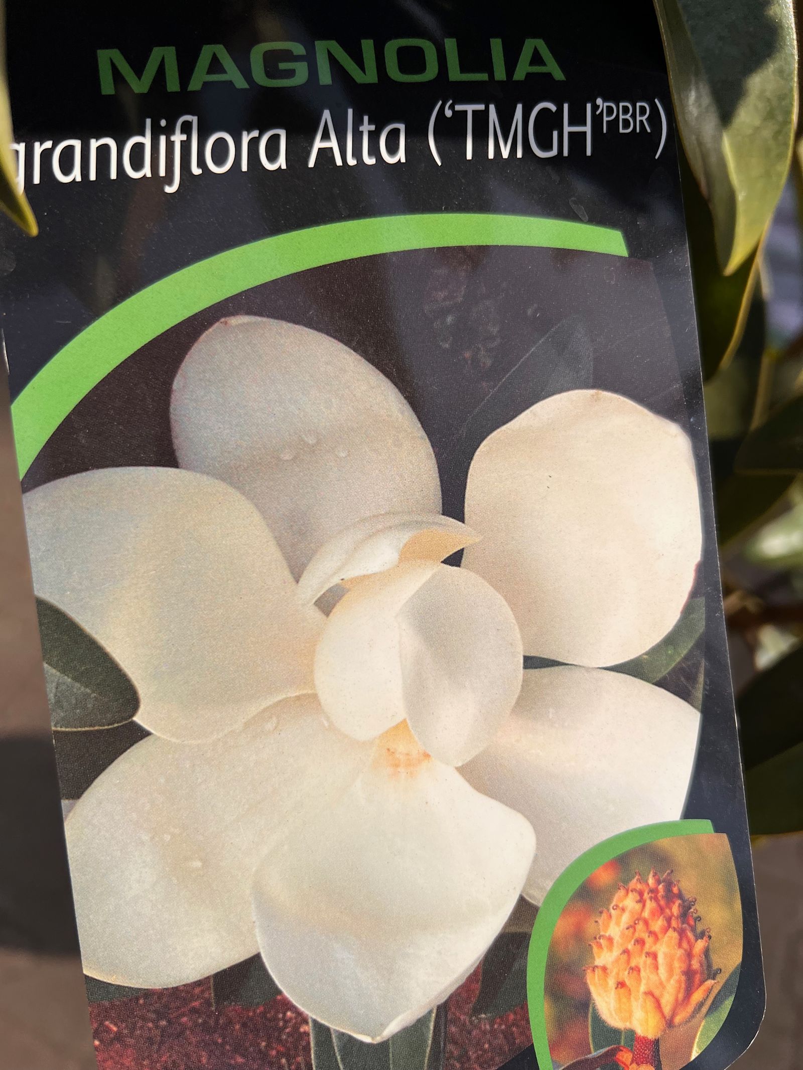 Magnolia wielkokwiatowa 'Alta' 125-150 (Magnolia grandiflora) | zielona ...