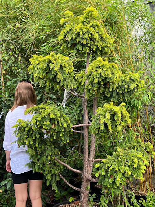 Cis pospolity 'Dovastoniana Aorea' 150-175 (Taxus baccata) | zielona ...