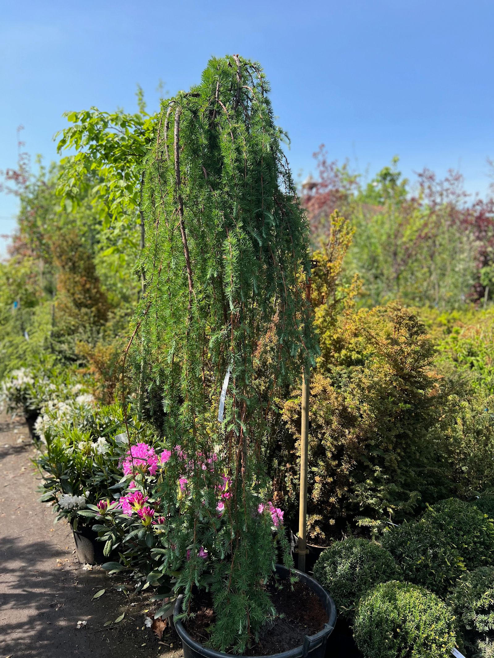 Modrzew japoński 'Stiff Weeper' H180 12-14 (Larix kaempferi) | zielona ...